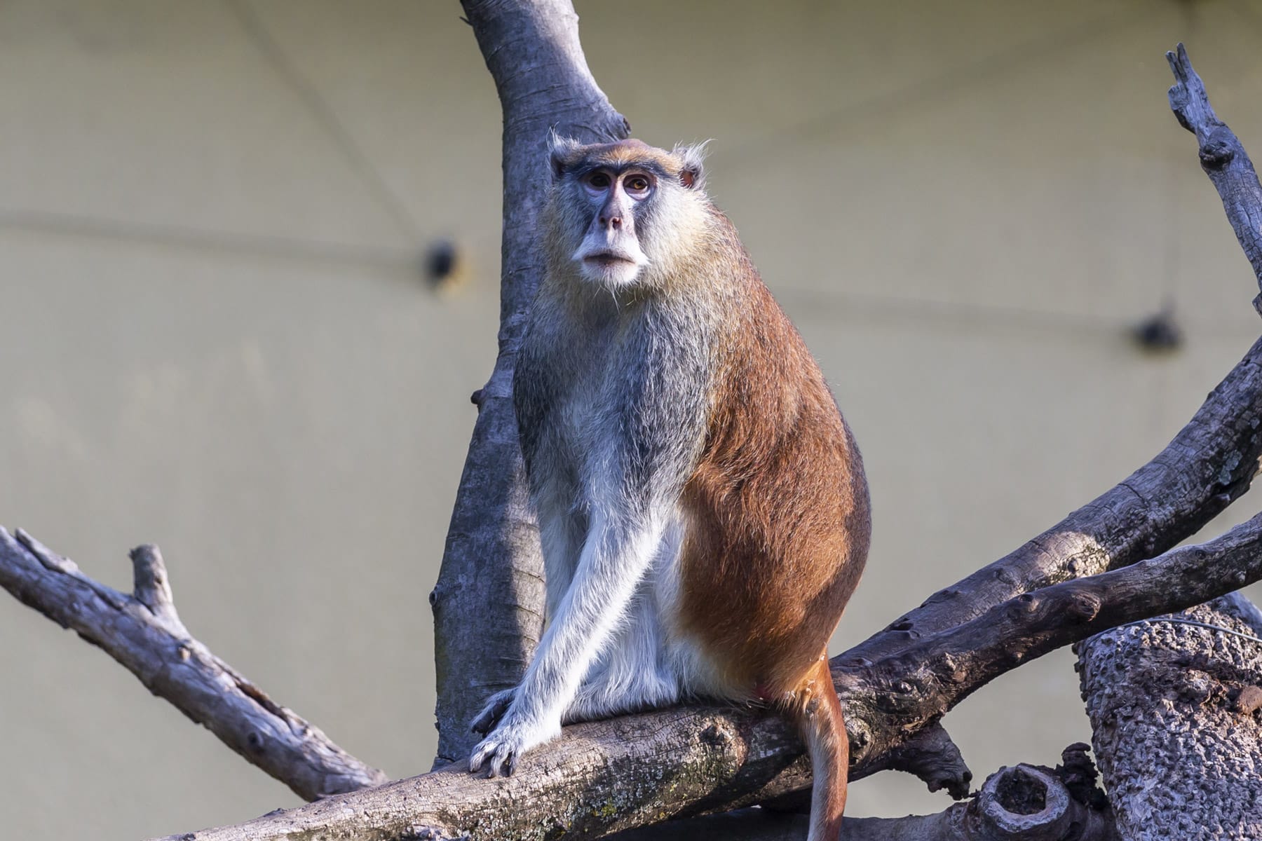 Rekordna godina za Zoo Palić – saznajte više! – SUživo